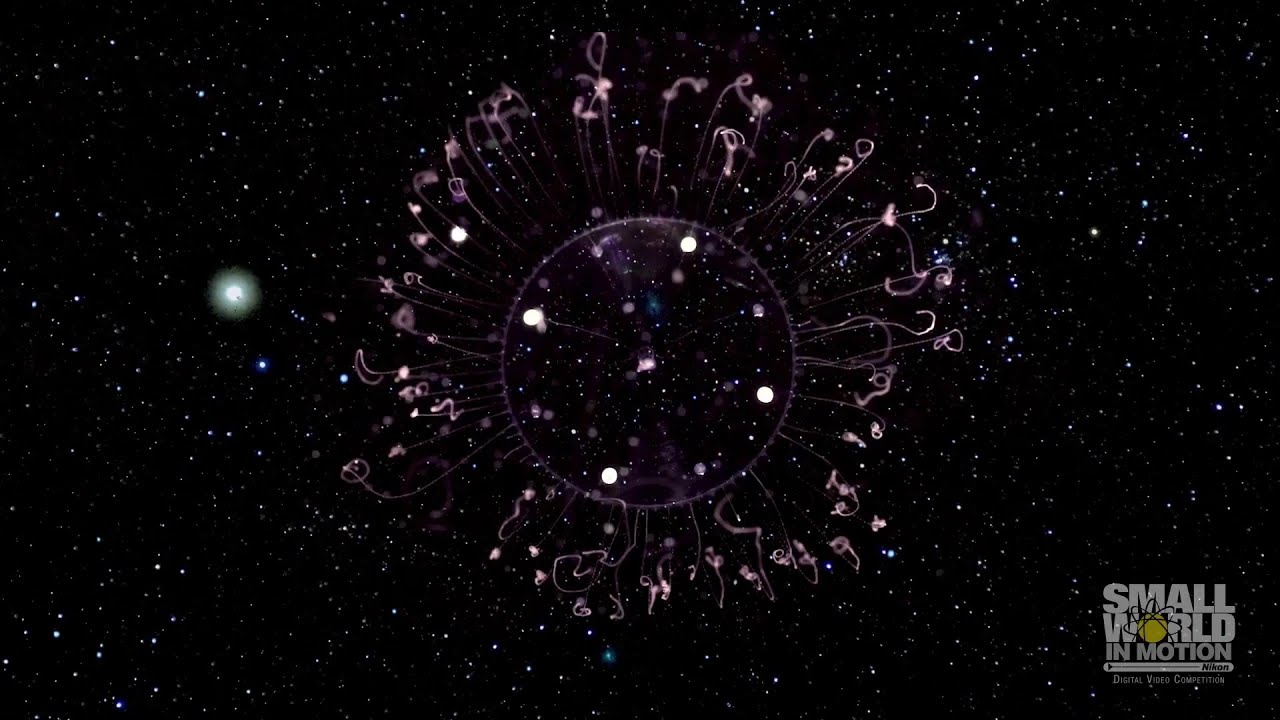2019 Nikon Small World in Motion Competition - Honorable Mention - YouTube