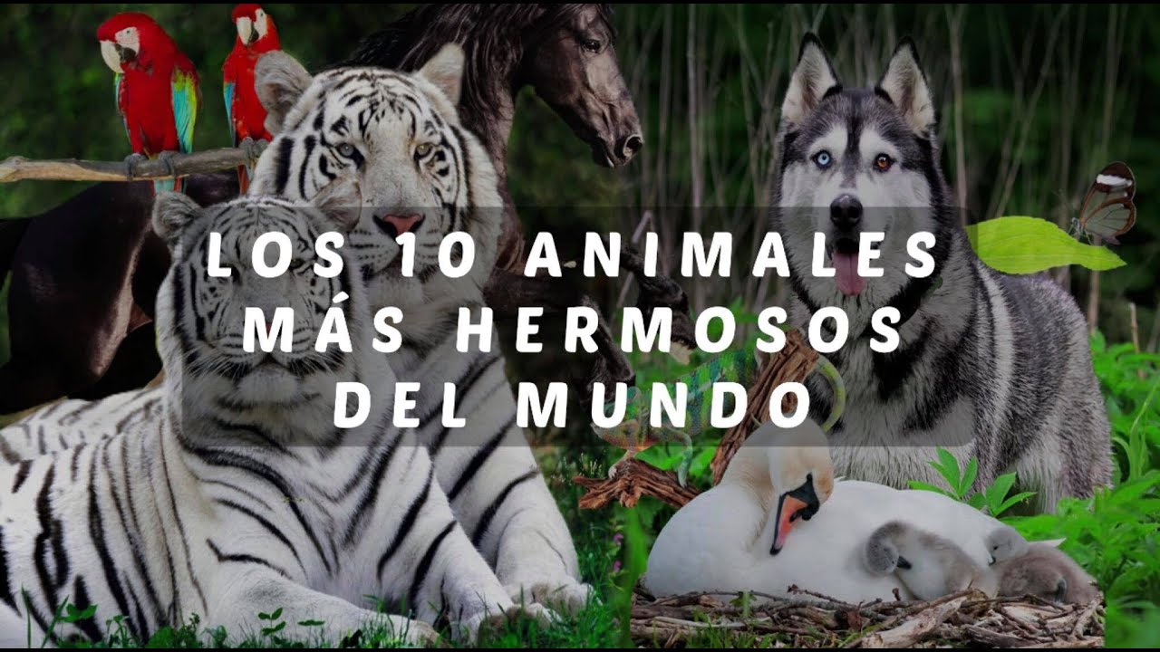 Los 10 Animales más Hermosos del Mundo | Animales magníficos - YouTube