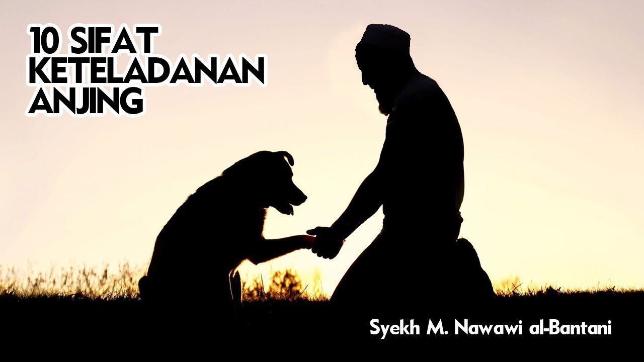 Anjing kok mulia ( Sifat - sifat Anjing banyak dicontoh oleh kalangan ...