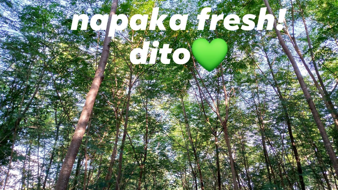 Batilis Forest | Low budget Gala - YouTube