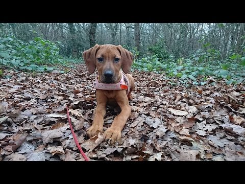 Luna - Rhodesian Ridgeback Puppy - 3 Week Residential Dog Training at ...