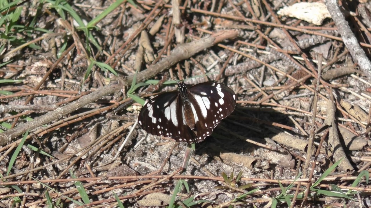 Swamp Tiger - YouTube