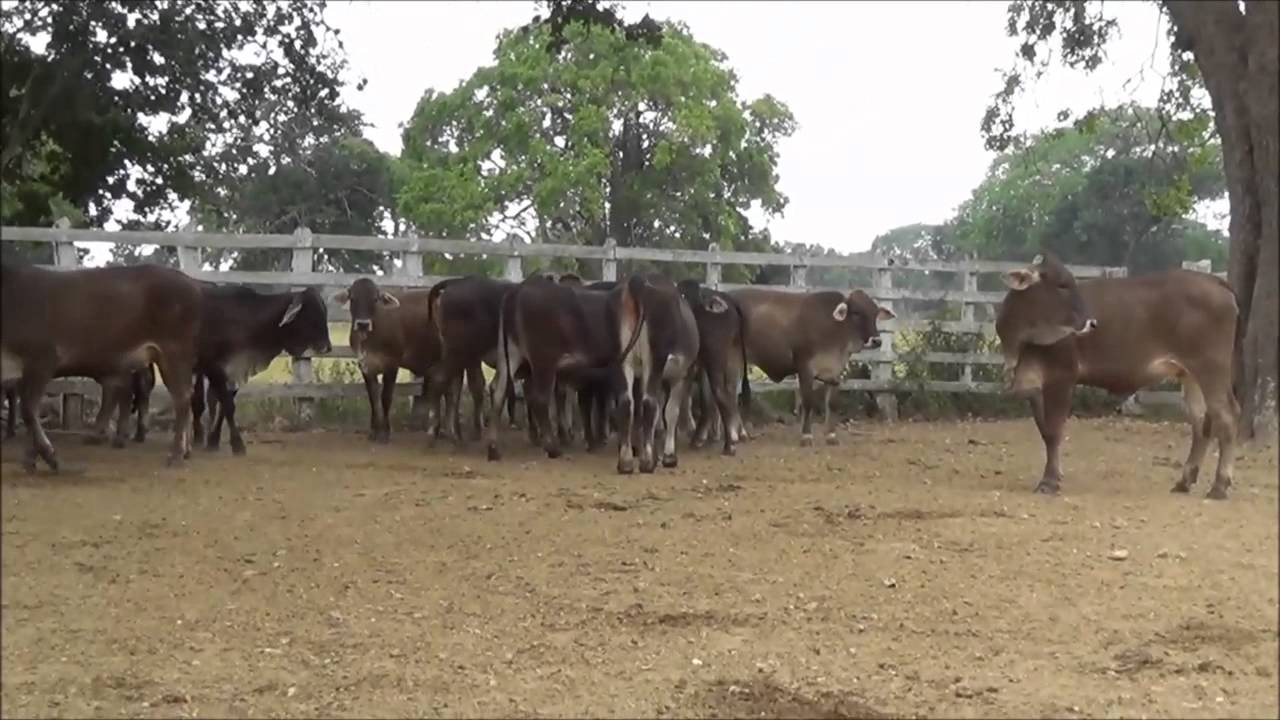 Lote 3 Novillonas Suiz-Bu - YouTube