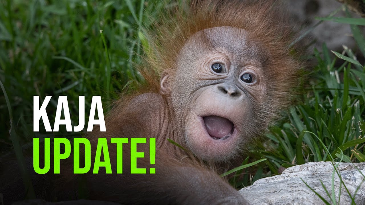 Infant Orangutan Kaja Update - YouTube