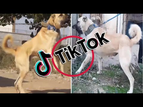 TiKTOK EN iYi ADAMCI KANGAL AKBAS MALAKLI ANADOLU COBAN KOPEKLERi 2021