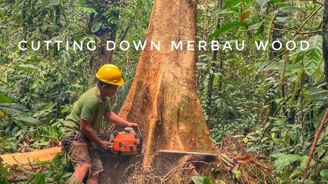 TEBANG KAYU MERBAU || CHAINSAW STIHL 070 - YouTube