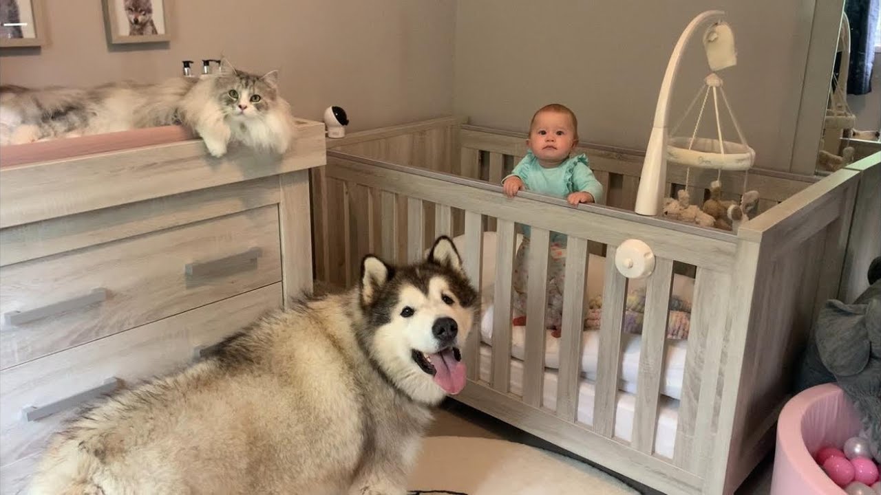 Giant Fluffy Dogs And Cat Wake Baby Up And She's So Happy! (CUTEST ...