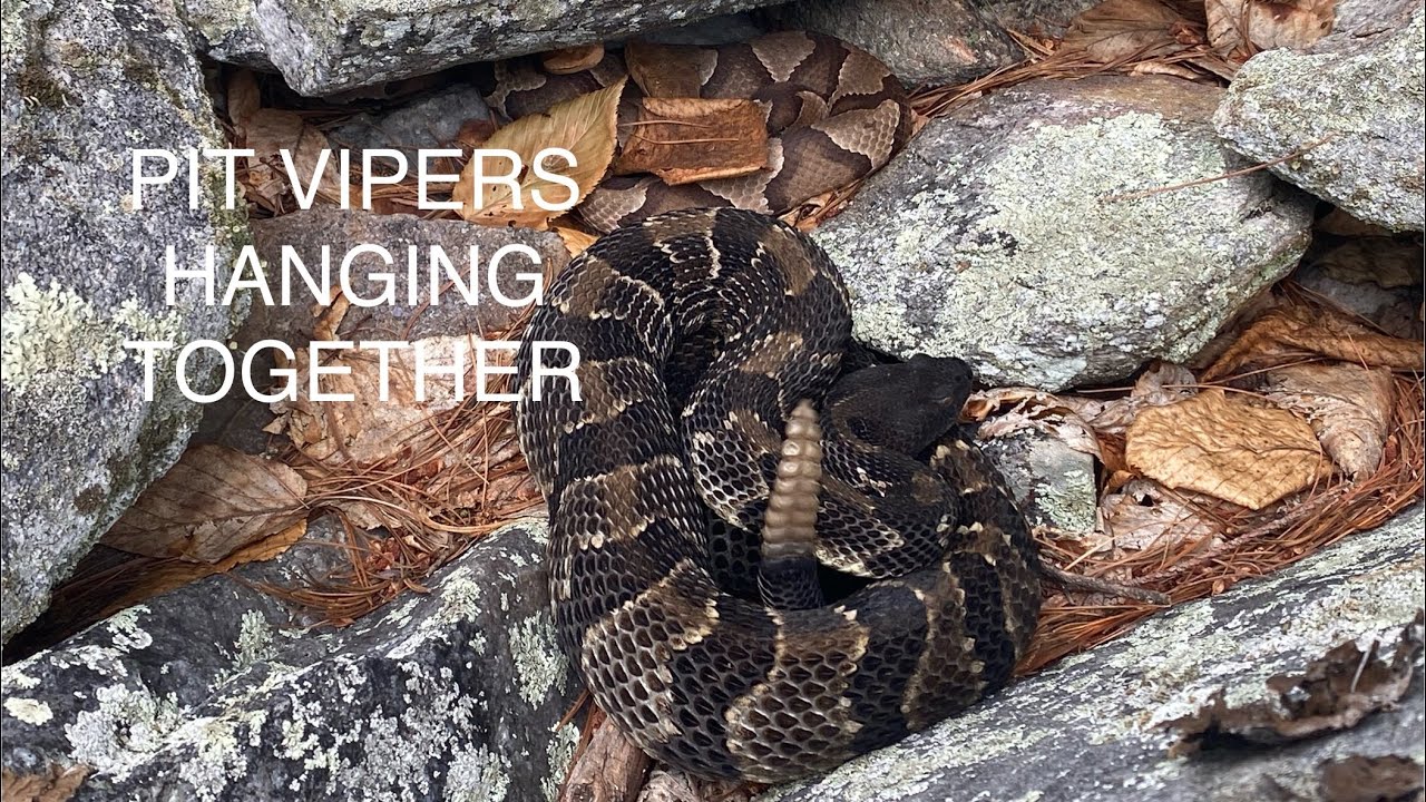 Pit Vipers hanging together in 2023 ! Eastern Copperheads and Timber ...