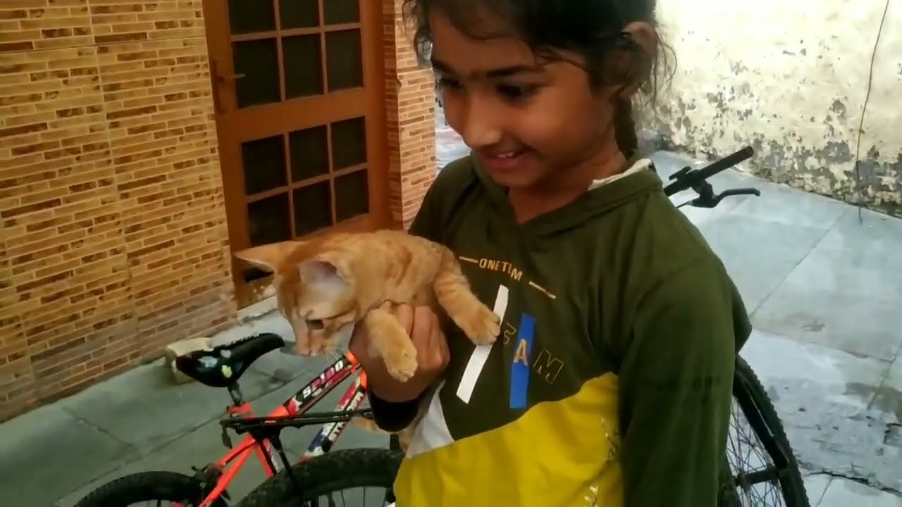 kitten vs rat | baby kitten try to eat rat first time .@Robin Seplut ...