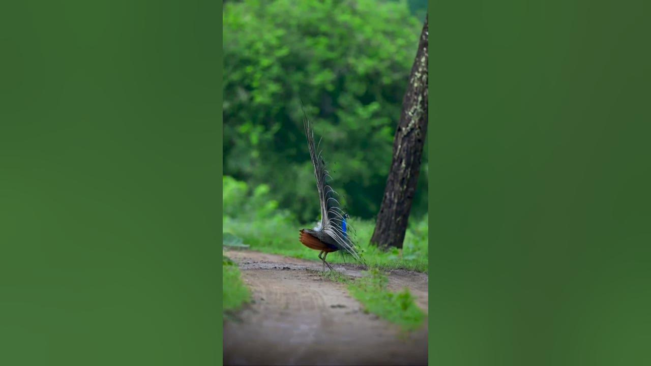 Peacock Jungle 🦚 Natural World Shorts Ytshorts Youtube