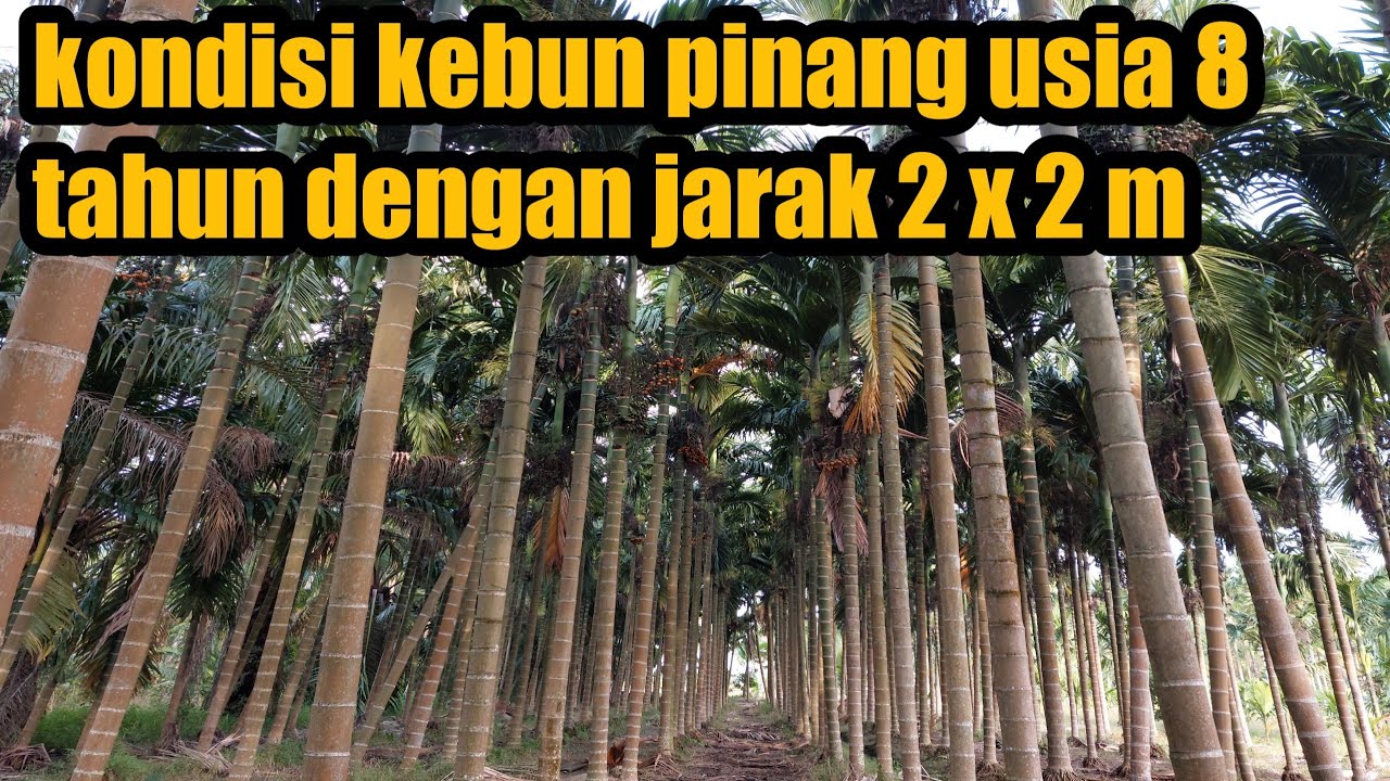 KEBUN PINANG JARAK 2x2 meter USIA 8 TAHUN. - YouTube