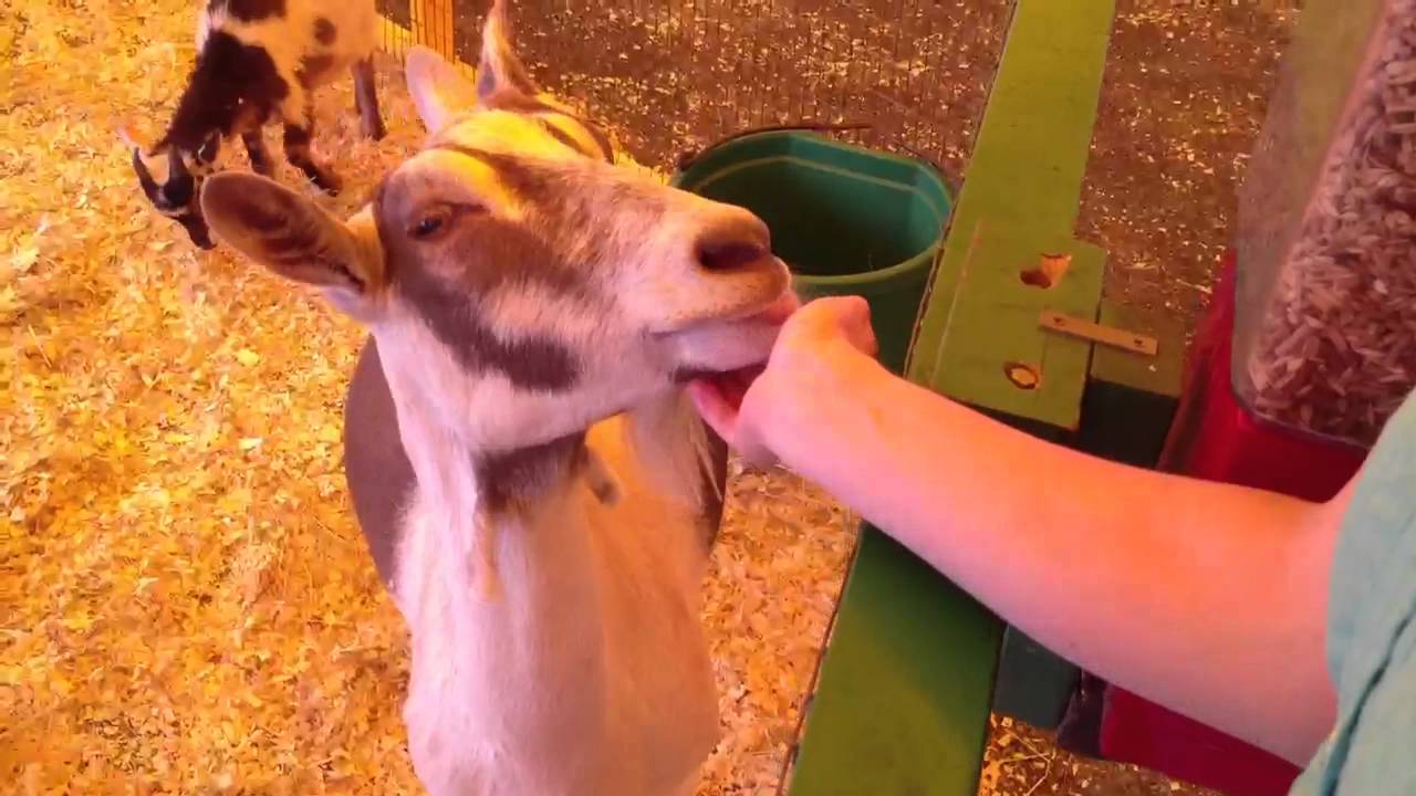 Goat kisses - YouTube