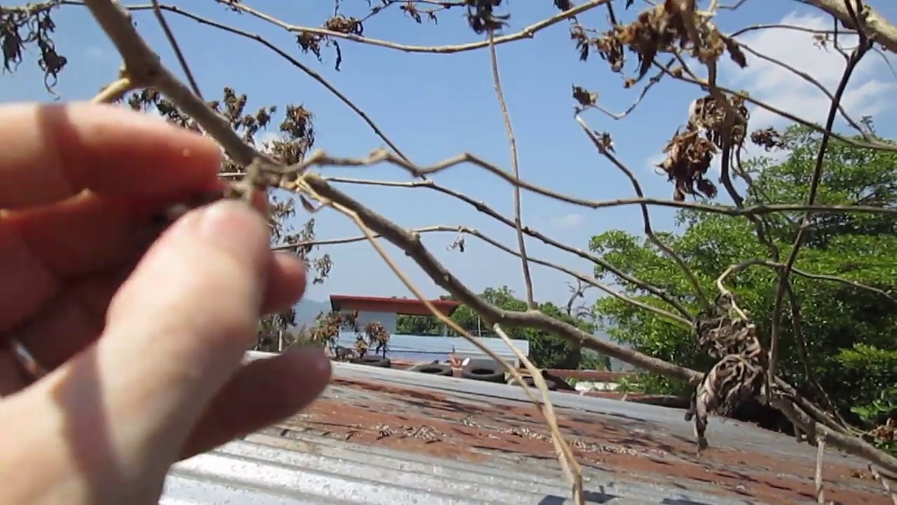 15 Foot Ganja Trees, in Rural Thai Village, Strain Hunter - YouTube