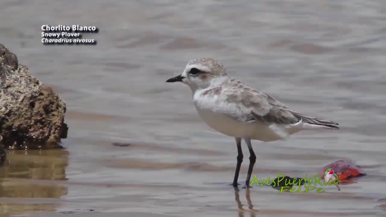 AVES PLAYERAS en Puerto Rico / SHOREBIRDS in Puerto Rican - YouTube