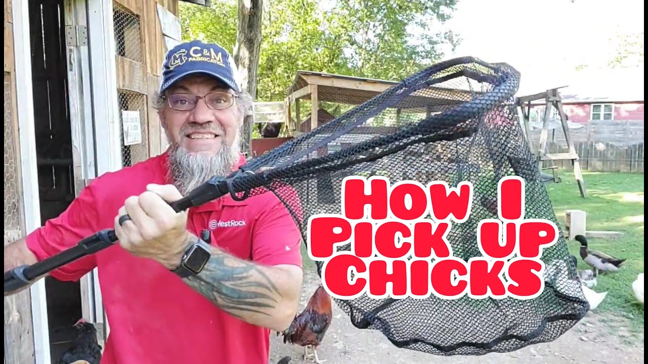 Using our Bird Net to Catch Baby Chickens - YouTube