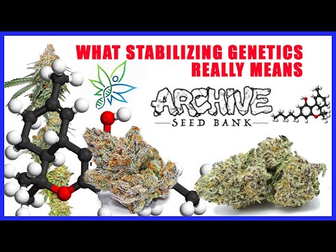 HOW TO STABILIZE GENETICS w/ Archive Seed Bank