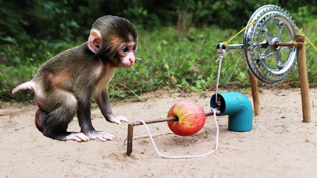 Baby Monkey Trap 2022 - YouTube
