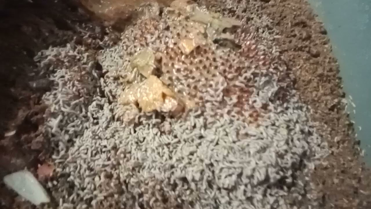 baby larva maggot BSF - YouTube