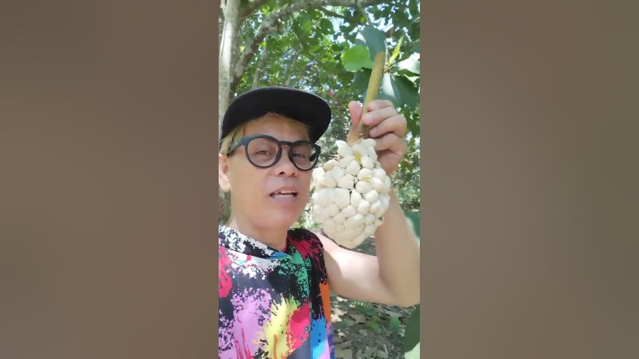 marang na prutas sobrang sarap at matamis. dito lang makikita sa Mindanao. - YouTube