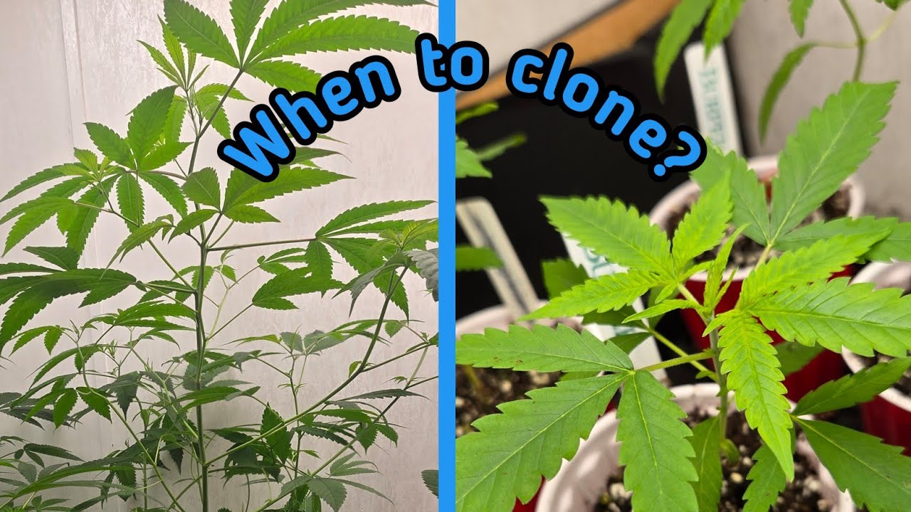 When you Need to Clone! - YouTube