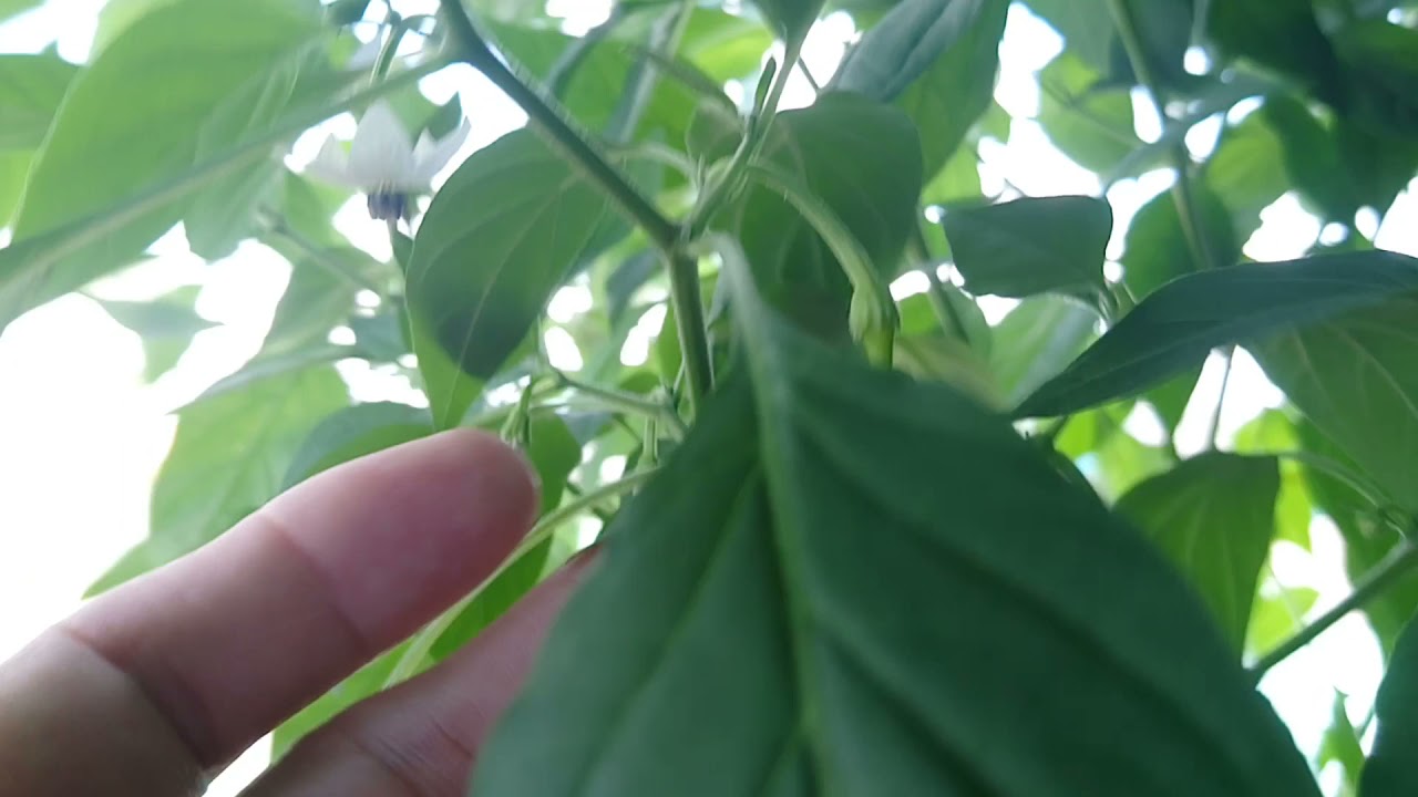 Update sa hydroponic siling haba pang sigang. - YouTube