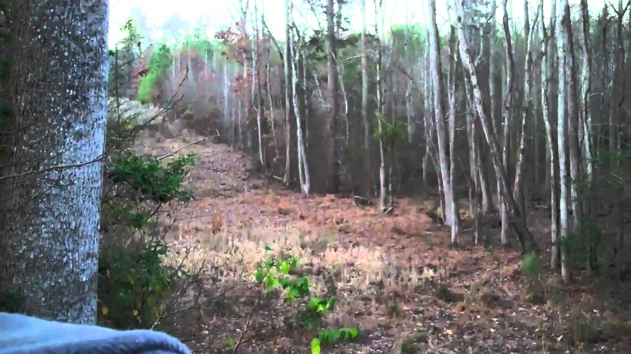Deer Hunt in the Rut - Powerline Morning Hunt November 10 2010 - YouTube