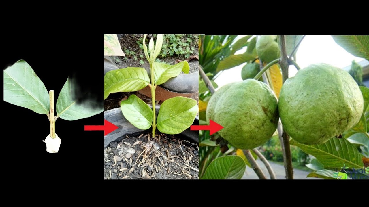 how to propagate guava stems. - YouTube