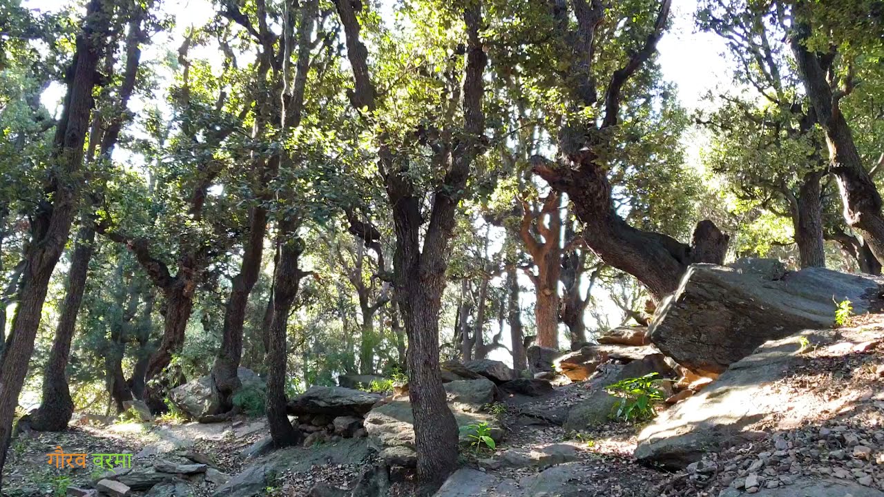 🌳 Quercus baloot 🌳 Holly Oak 🌰 Himalaya 🏔 India 🇮🇳 - YouTube