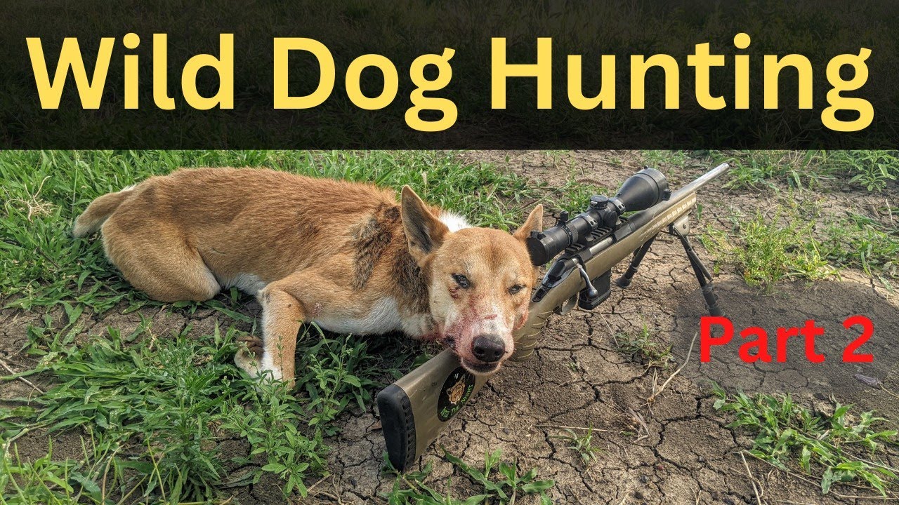 Elusive WIld Dogs Part 2 / Killer Dog Down - YouTube
