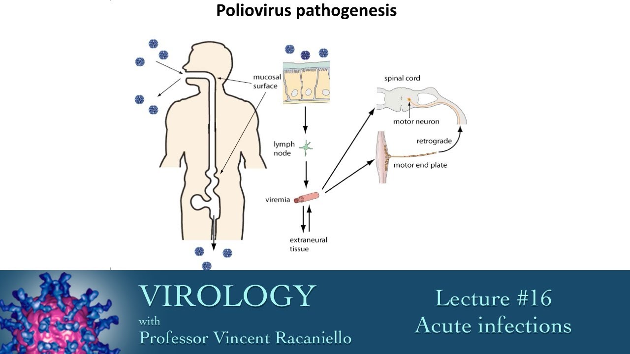 Virology 2014 lecture #16 - Acute infections - YouTube
