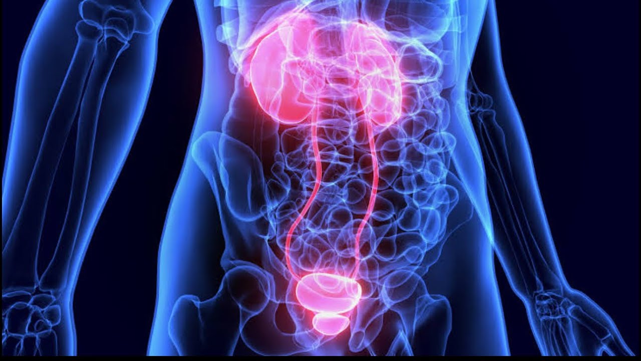 Anatomy of urinary system - YouTube