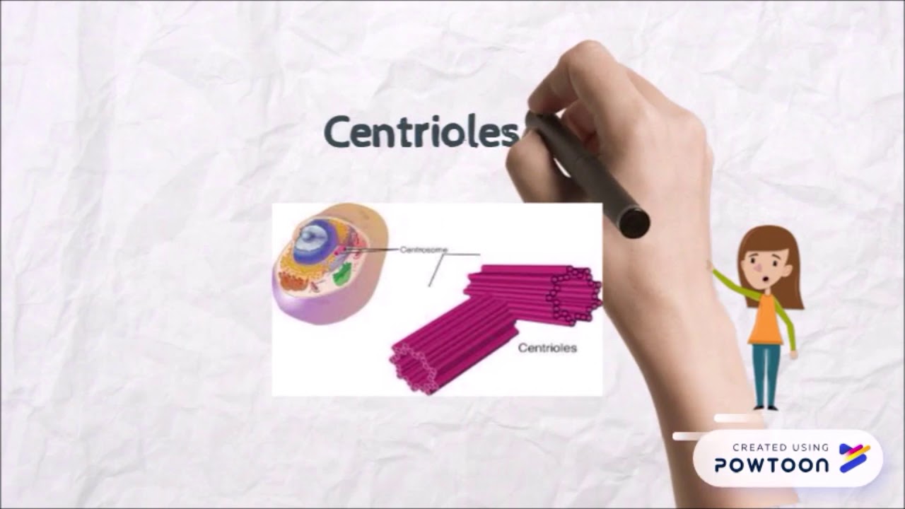 Cell Structure Animation - YouTube