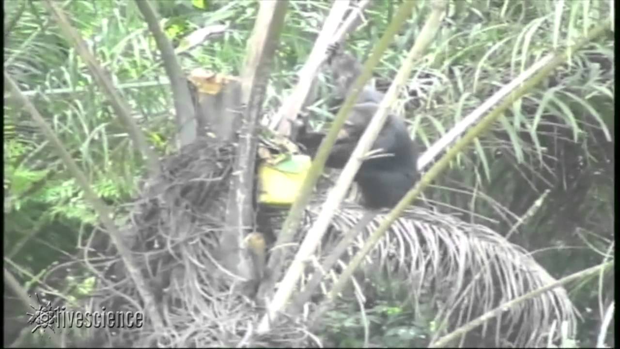 Chimp Uses Tool To Get Hammered On Palm Wine | Video - YouTube