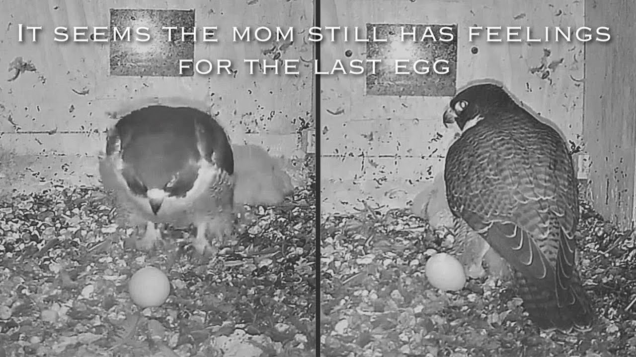 #81🦅Falcon Nest ／Box Camera - FalconCam Project LIVE - YouTube