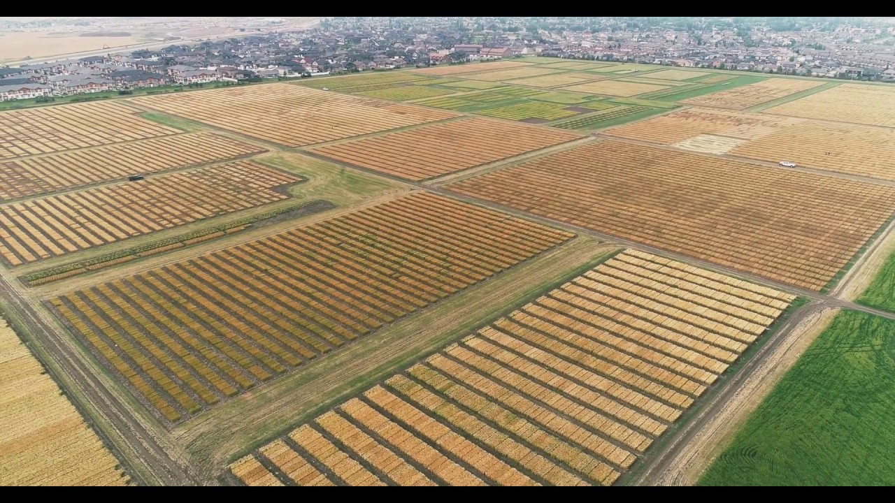 Wheat Breeding Program 2018 - YouTube