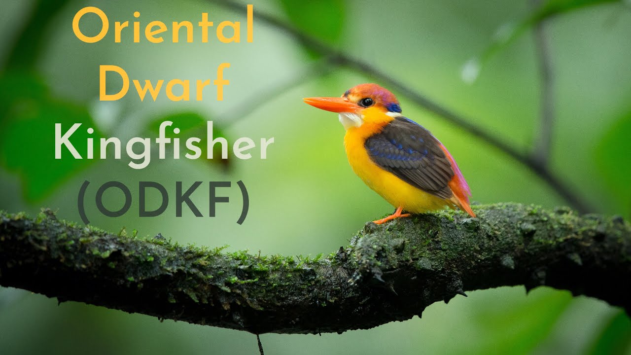 Oriental Dwarf Kingfisher (ODKF), Tamhini Wildlife Sanctuary, Pune ...