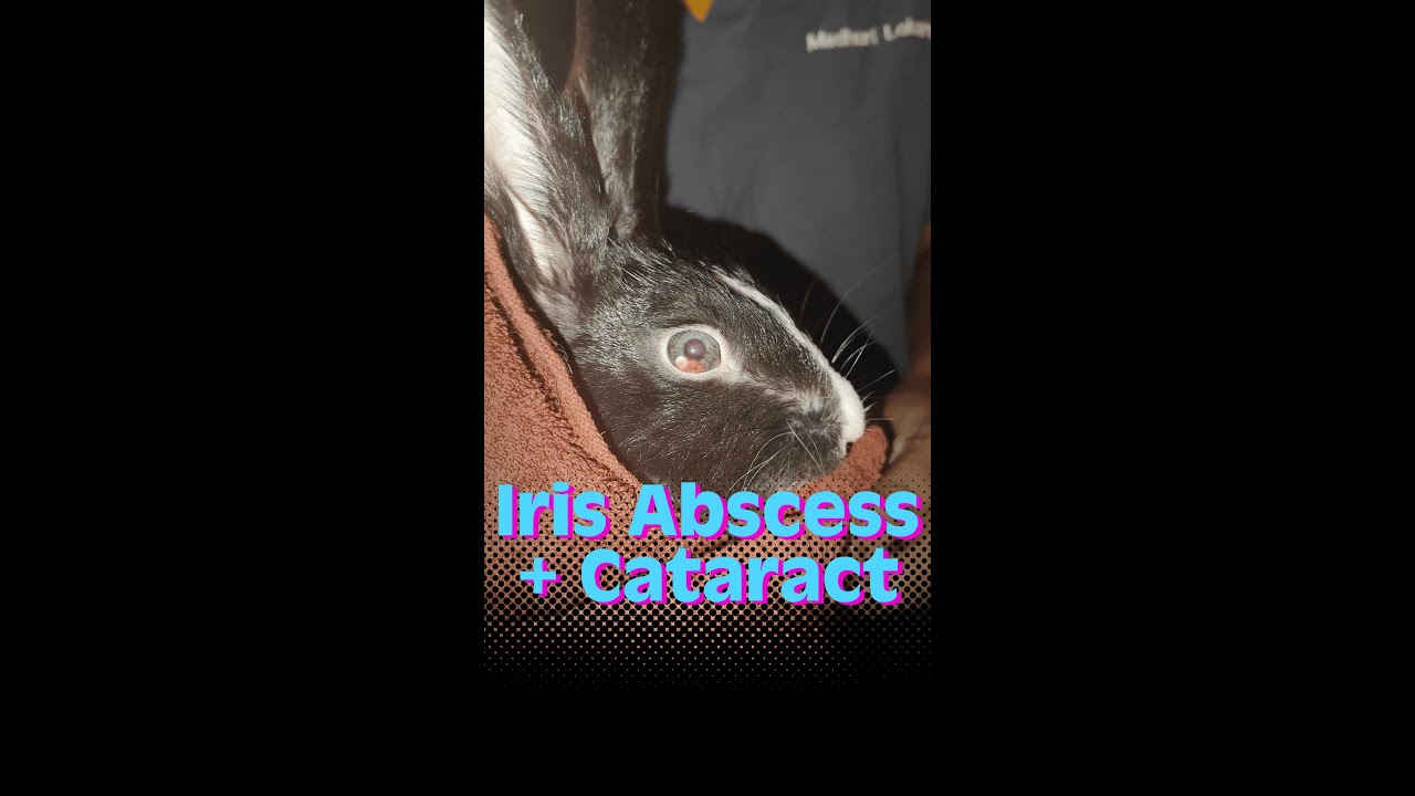 Iris Abscess & Cataract in a Rabbit | The Eye Vet - Episode 79 - YouTube