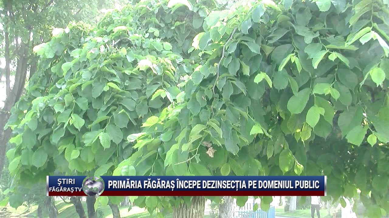 Primaria Fagaras incepe dezinsectia pe domeniul public - YouTube