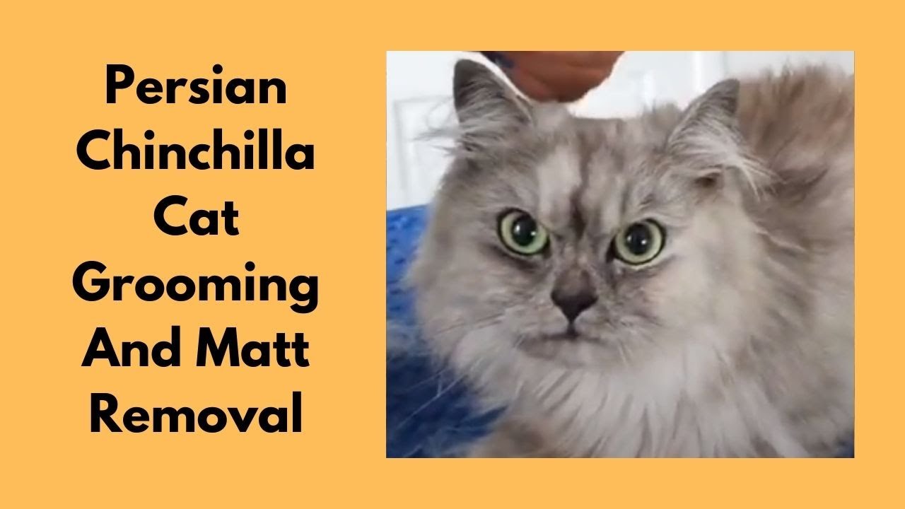 Persian Chinchilla Cat Grooming And Matt Removal - YouTube