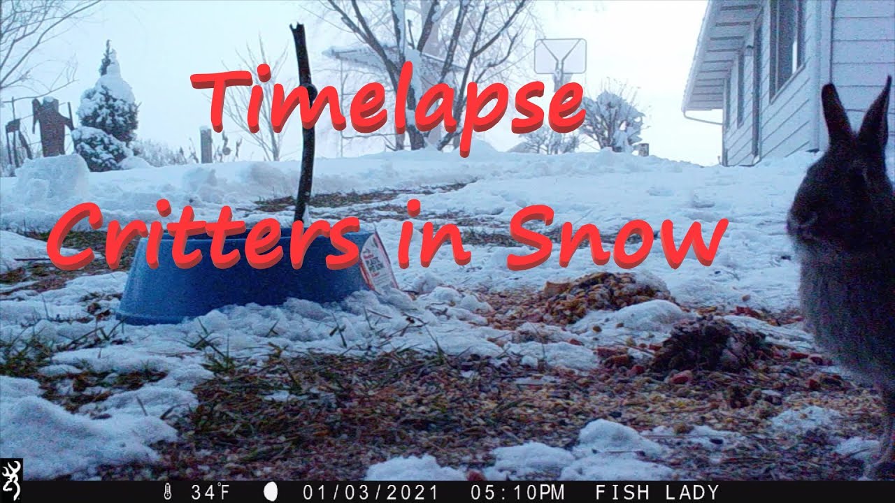 Time-lapse Trail Cam Critters in Snow 2021 - YouTube