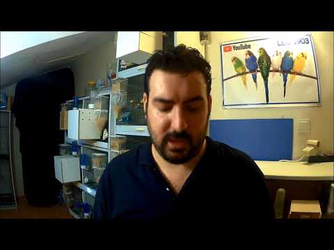 YAVRU MUHABBET KUŞLARI ANNE ve BABA LARI İLE ÇİFTLEŞTİRİLİR Mİ