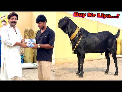 Bought the 2 Lakh Black Goat from Pathan🥳 Surprise