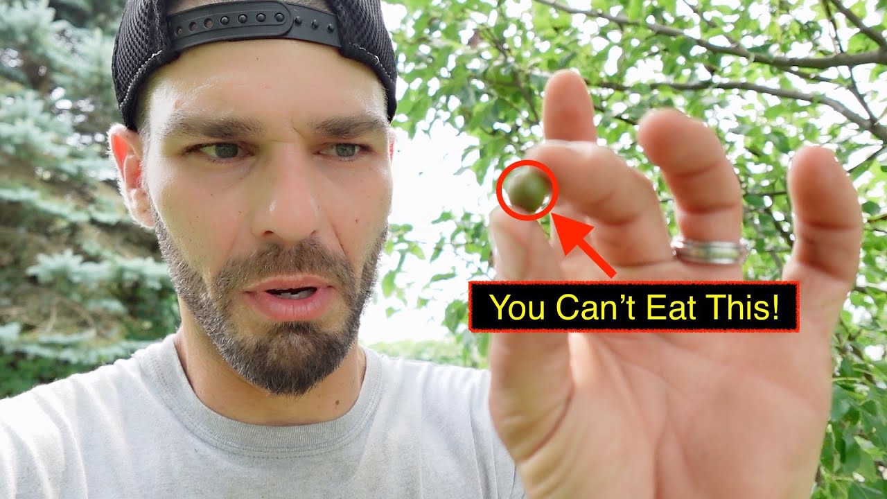 Fruit Trees From Seed Vs Grafted Trees | Examples & A Walk Around - YouTube