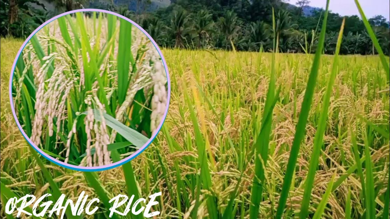 palayan sa bukid | organic rice of province #palayan - YouTube