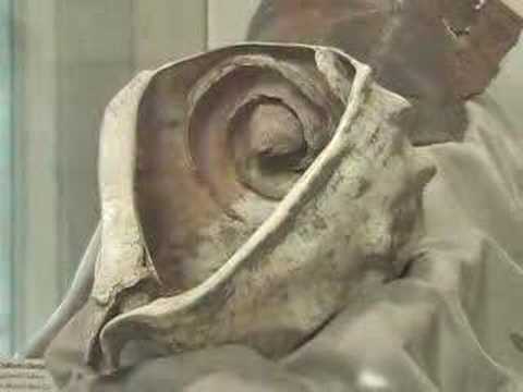 Marine Shell Artifacts - YouTube
