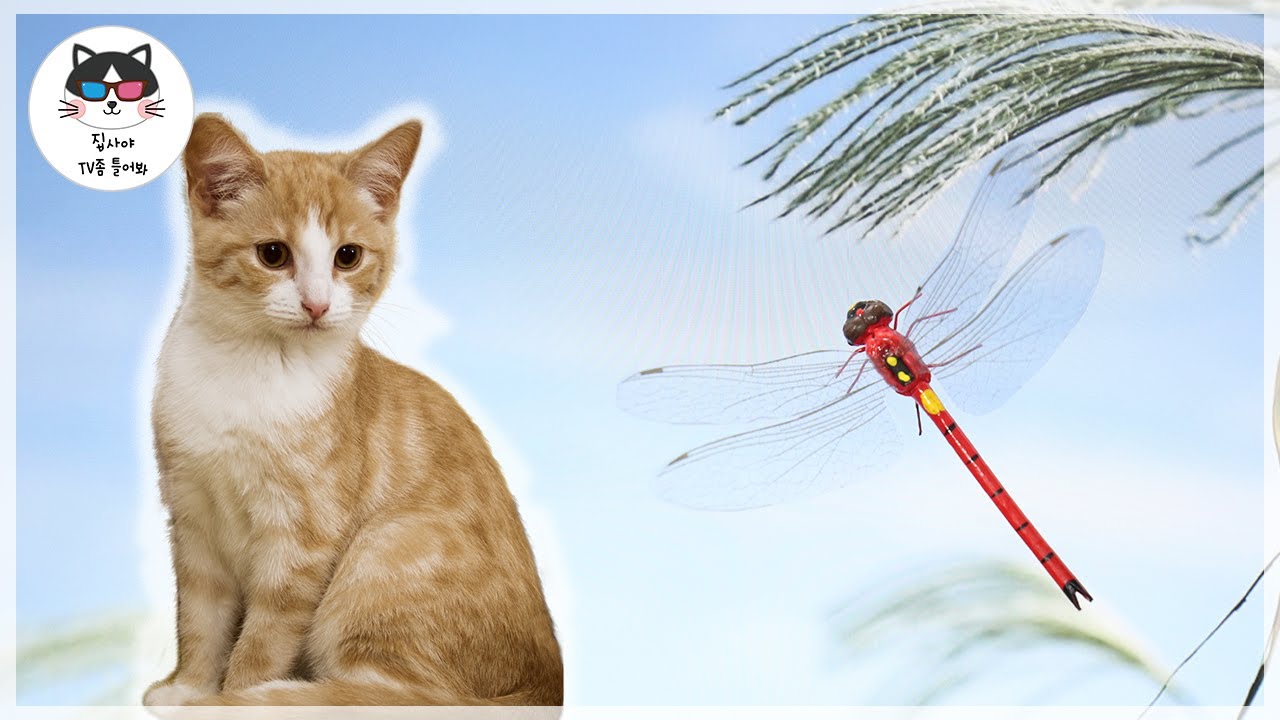 VIDEO FOR CAT TO WATCH! show dragonfly to your cat. Cat game for lonely ...