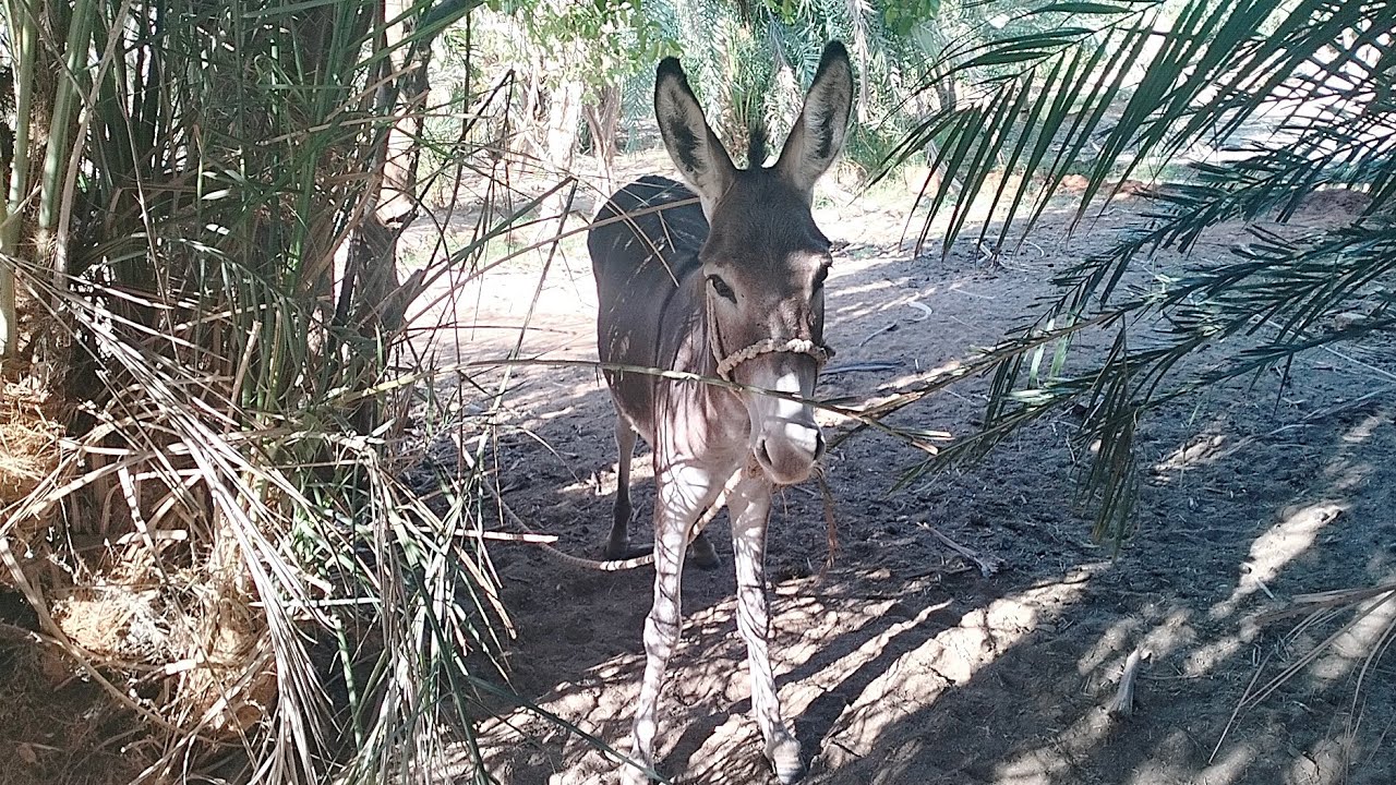صوت الحمار - نهيق الحمار - donkey sound - donkey braying - YouTube