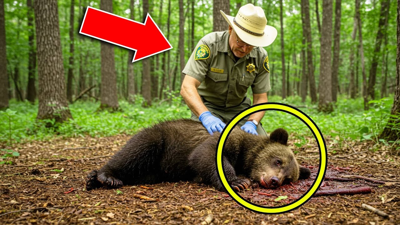 Man Finds Sick Bear Cub in the Woods , And Its Heartwarming Journey ...