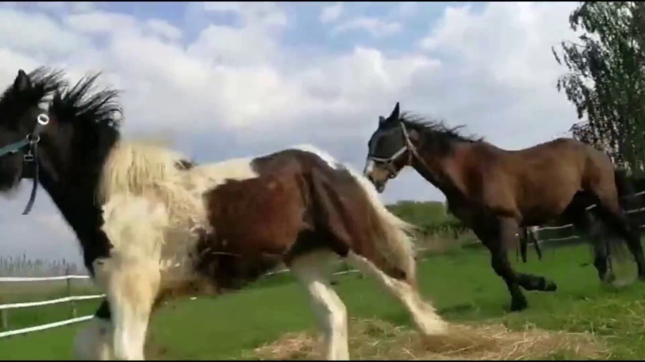 Tinker Irish cob hengst t.e.a.b. - YouTube