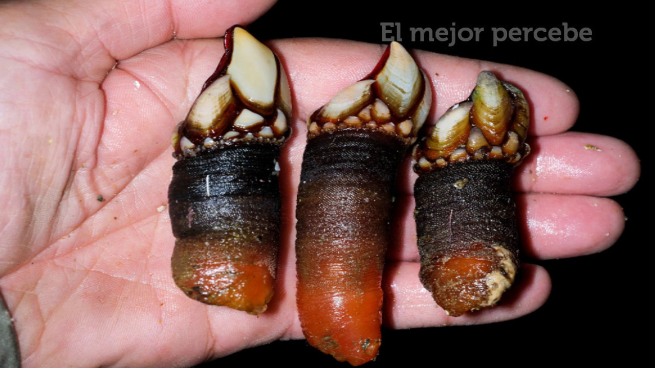 Percebe Bicos de Mar - YouTube